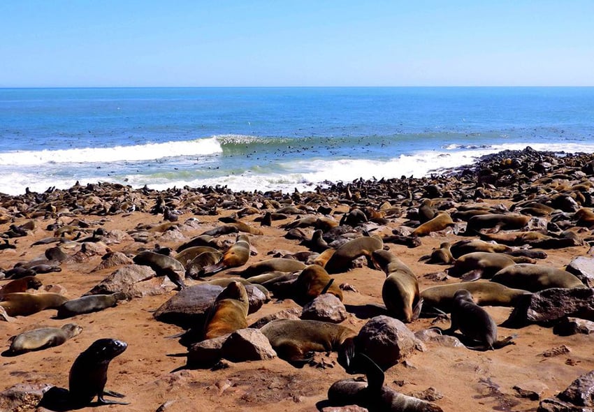 Explore the wonders of Dorob National Park