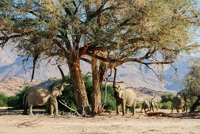 101 Reasons to visit Namibia: Desert Elephants