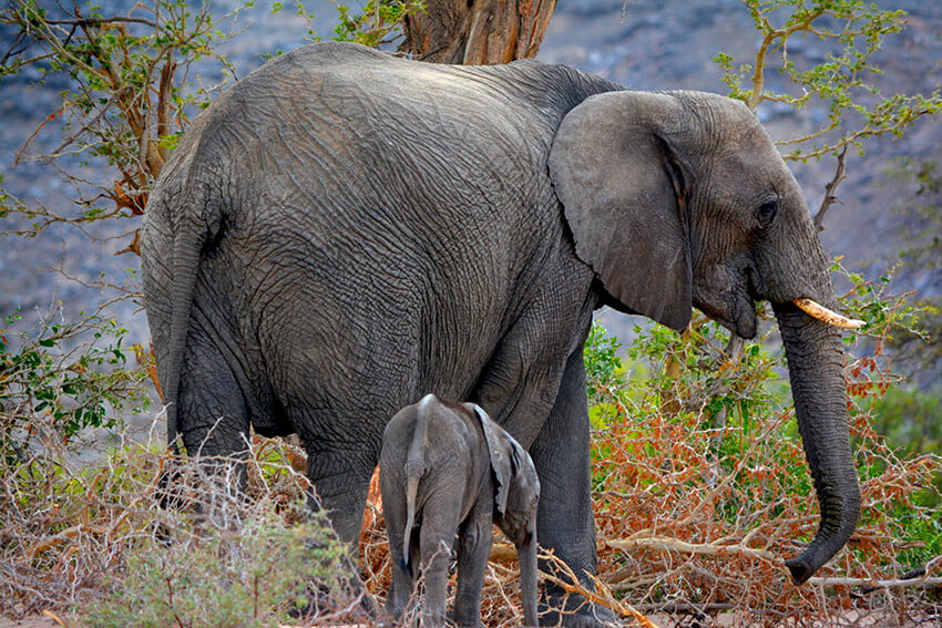 101 Reasons to visit Namibia: Desert Elephants